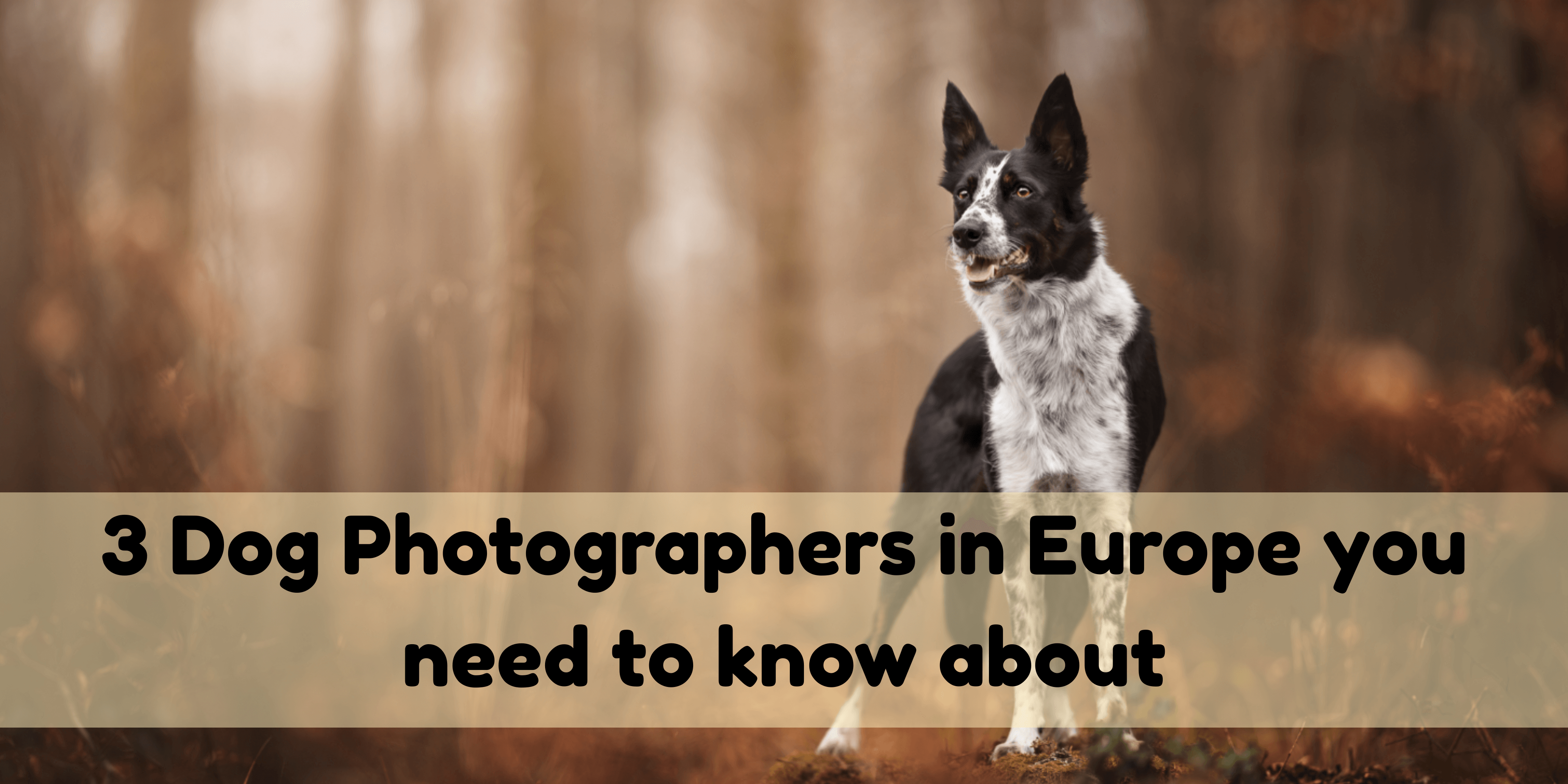 3 Dog Photographers in Europe You Need to Know About – The Furry Gremlins