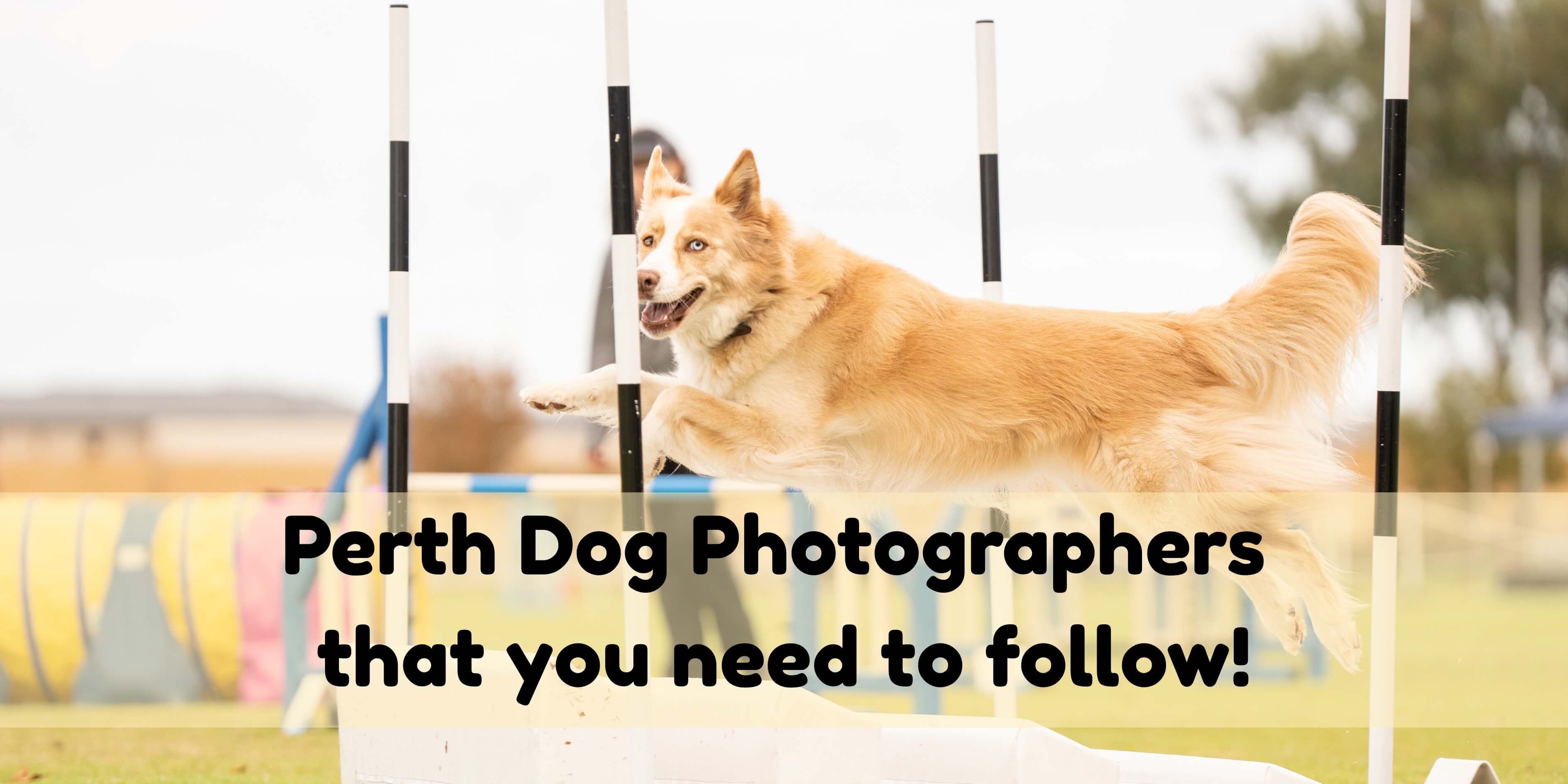 Perth Dog Photographers that you need to follow! – The Furry Gremlins